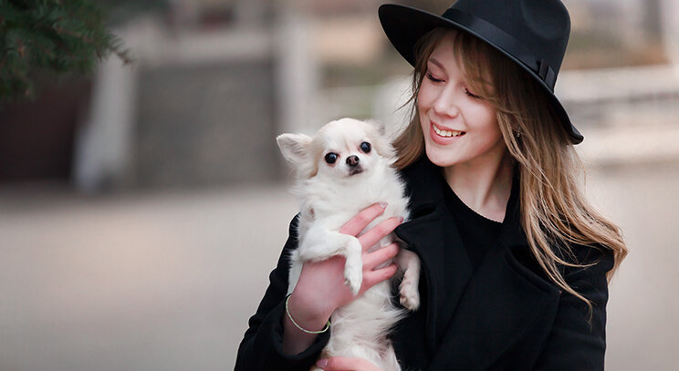 Čivava - veškeré informace a popis plemene