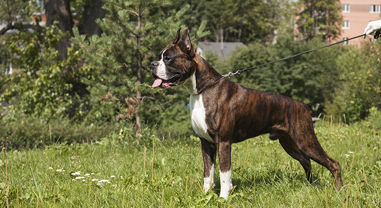 Boxer - veškeré informace a popis plemene