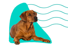 Dánská doga (broholmer)