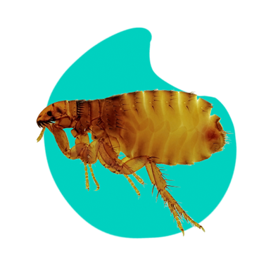 Blechy: jak se zbavit blech ve vaší domácnosti?