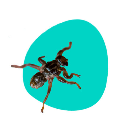 Létající klíšťata neboli klíšťata jelení - jsou nebezpečná pro zvířata ...