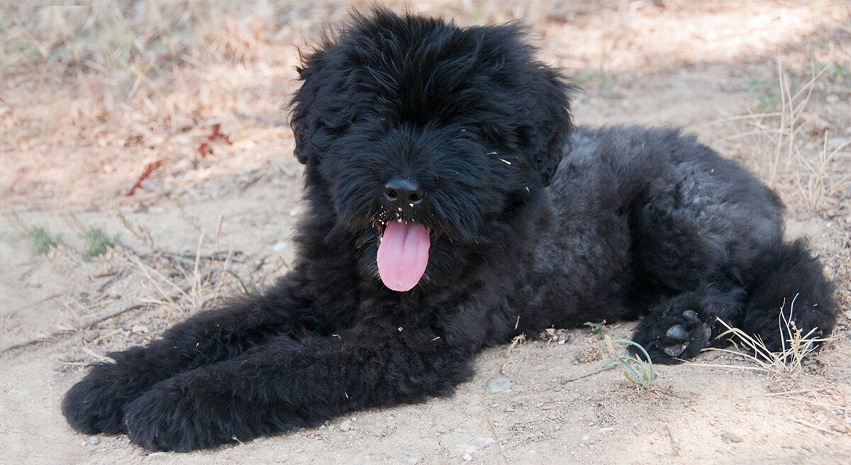 Bouviere des Ardennes